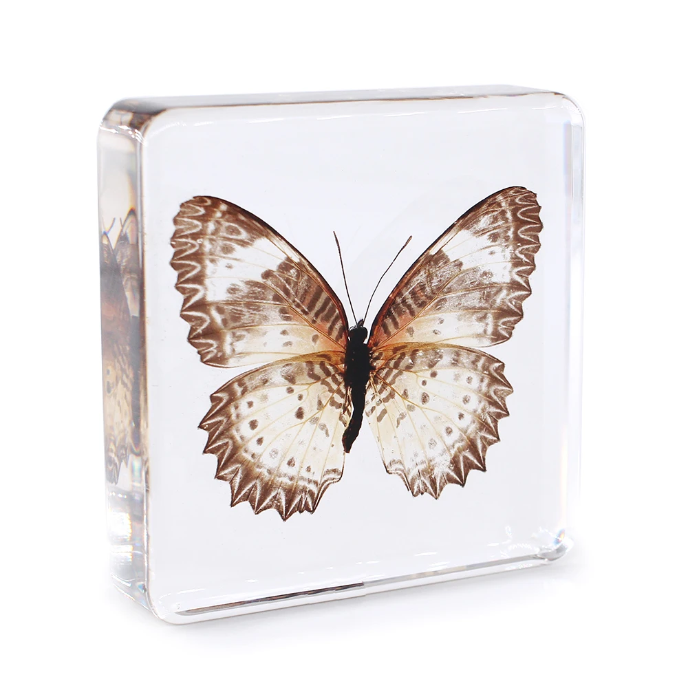 Butterfly Life Cycle Development Specimen Insect in Resin