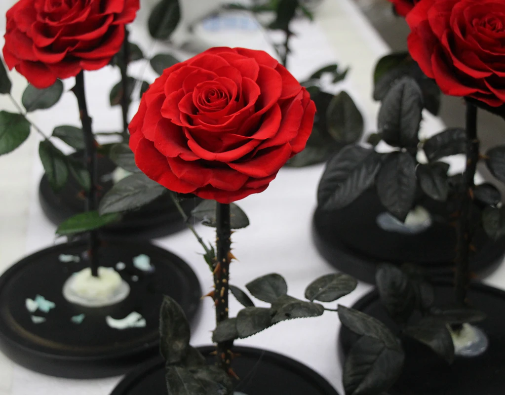 Forever Stabilized Luxury Preserved Flower Rose in Glass Dome