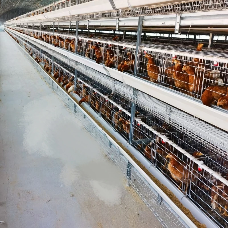 Wholesale A Type Design Galvanaized Laying Hen Cage For Poultry Farm ...