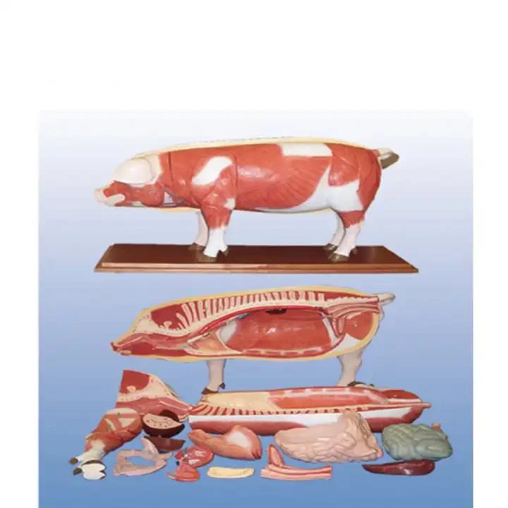 Anatomical Model Of Dog,Pig,Sheep,Cow And Rabbit Heart,Liver,Spleen ...