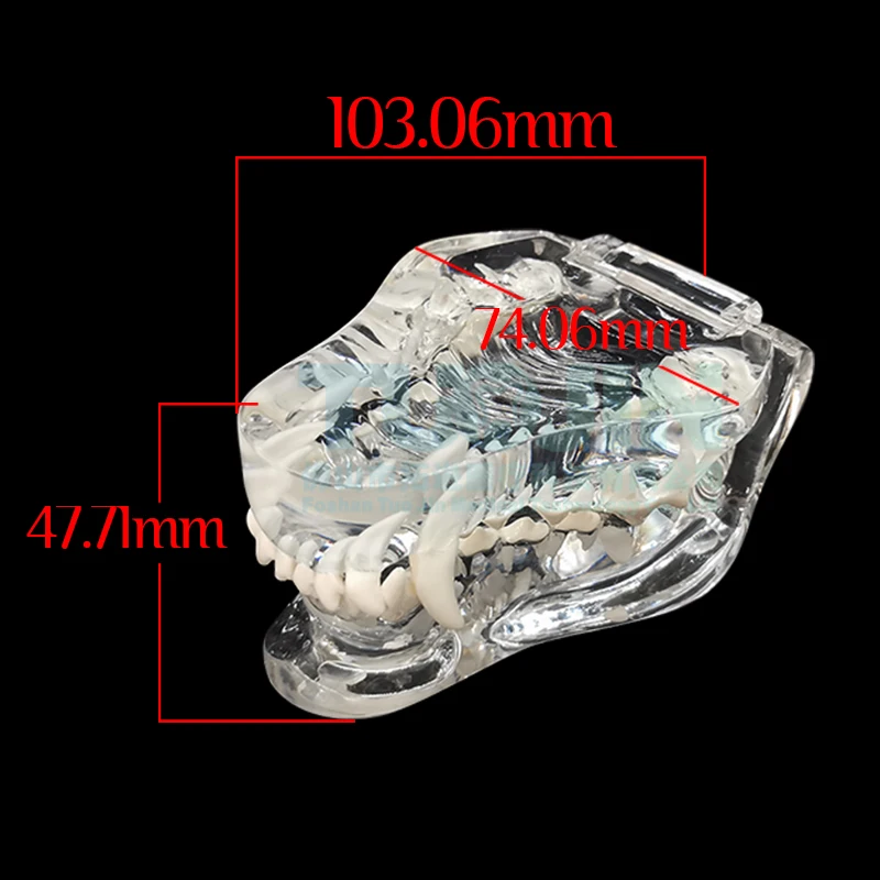 Dental Resin Transparent Dog Cat Teeth Model for Vet Teaching