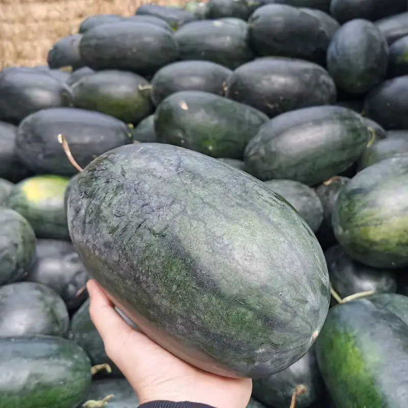 Premium Fresh Watermelon Juicy, Crispy and Sweet Organic Fresh ...