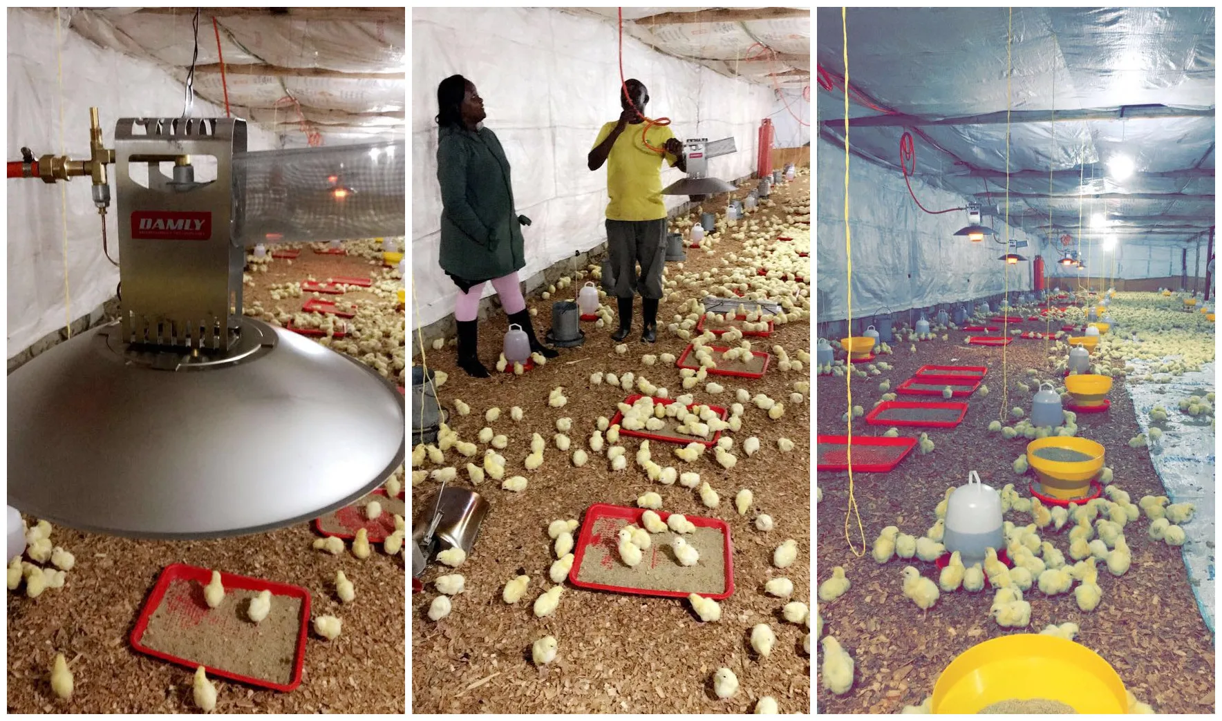 DAMLY Poultry Farm Infrared LPG Gas Brooder Heater - Efficient Heating