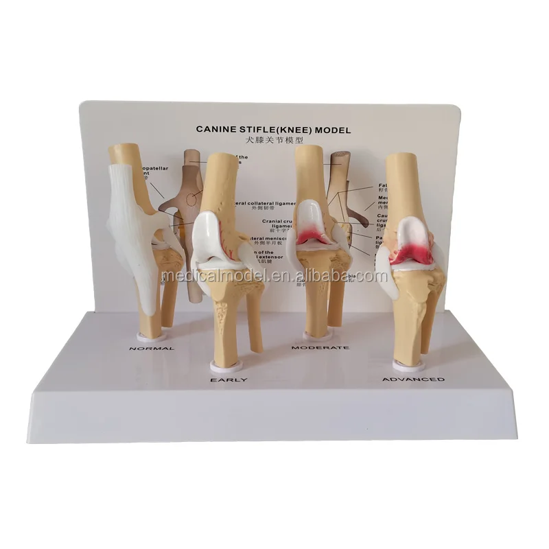 Canine Stifle / Knee Joint Disease Model - Advanced PVC