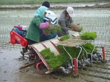 Small Hand-Operated Rice Planter - Double-Row Seedling Transplanter