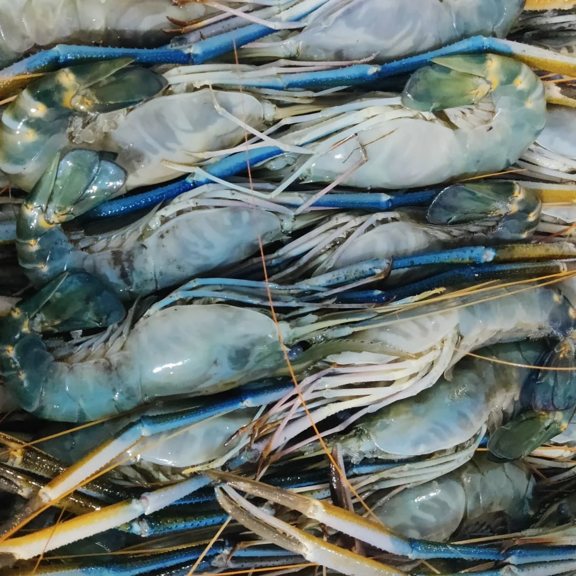 Frozen Shrimp High Quality Iqf Frozen Raw Golda Prawn Wholesale Seafood ...
