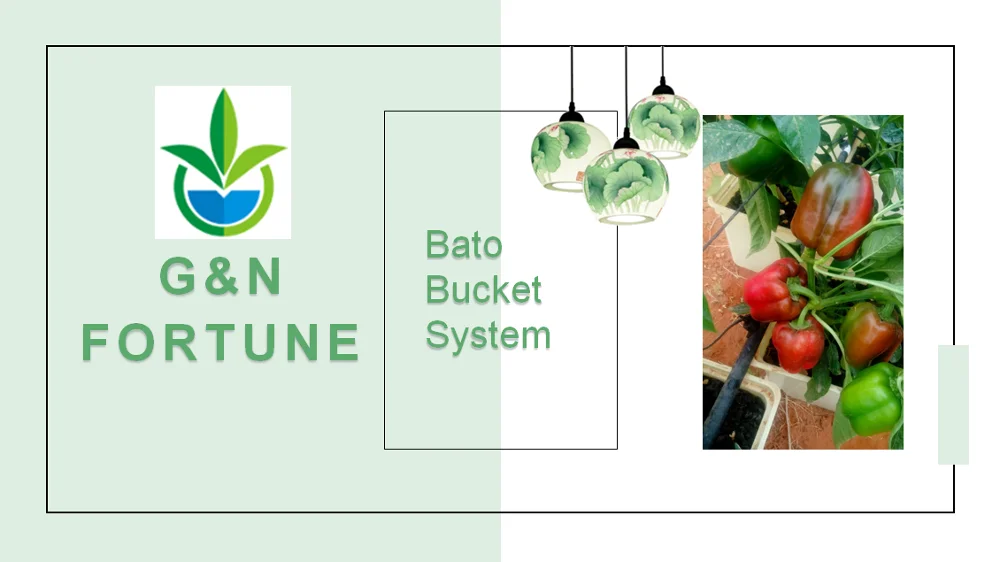 Commercial Dutch Bato Bucket - Efficient Hydroponic Growing