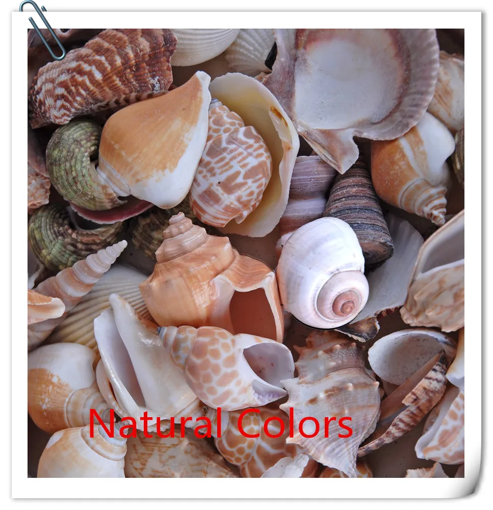 Natural White Sea Shells - Elegant Home Decor Solutions