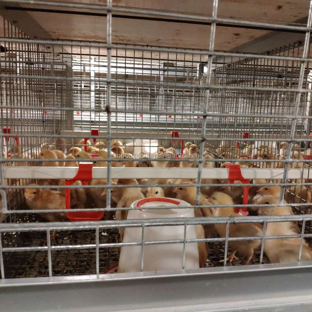 Layer Poultry Farming Cages Automatic Egg Layer Cage Big Large Size ...