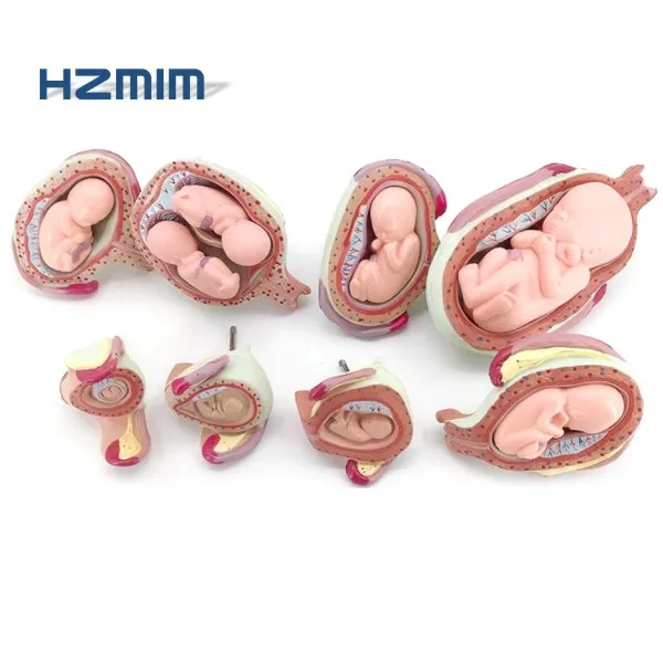 Pregnancy Models - Detailed Embryo and Fetus Development