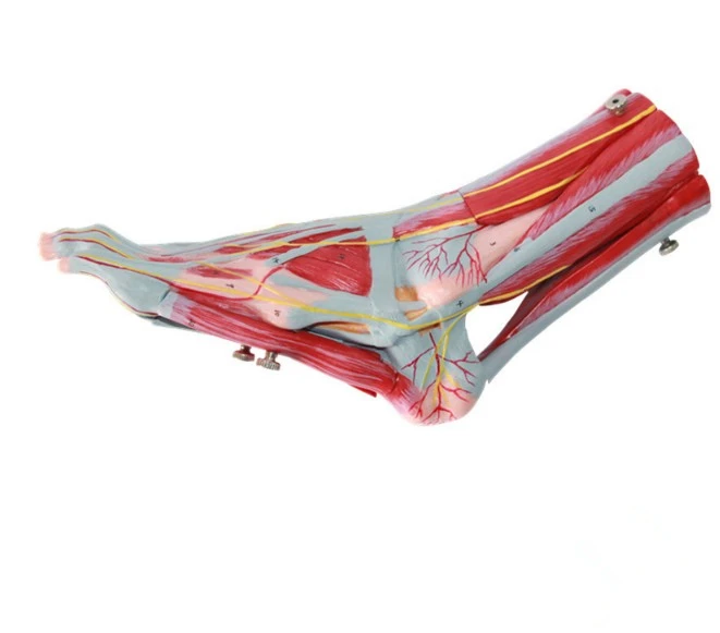 Human Foot Anatomy Model - Regional with Neurovascular Ligaments