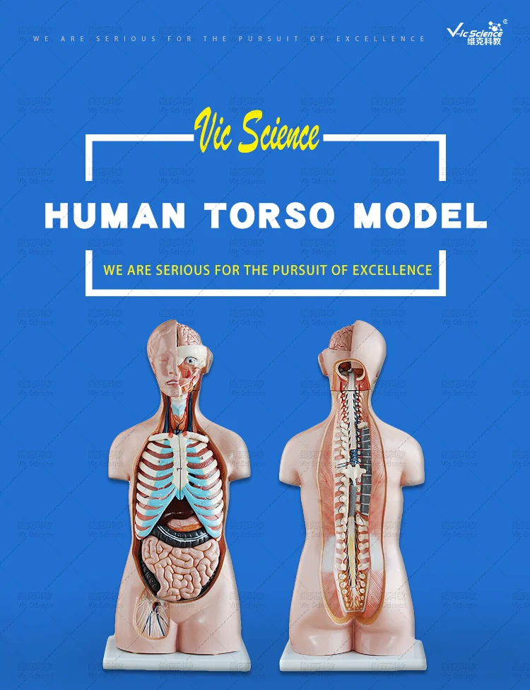 Anatomical Model - 85cm Torso with 20 Parts for Medical Science