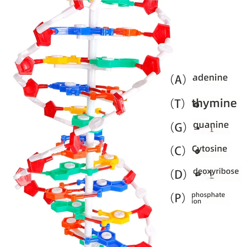 Large Plastic DNA Double Helix Structure Model Demonstration of Base ...