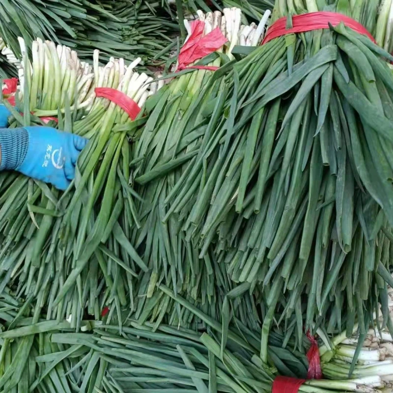 Sliced Scallions Frozen Scallions Vegetable Ingredients Restaurant ...