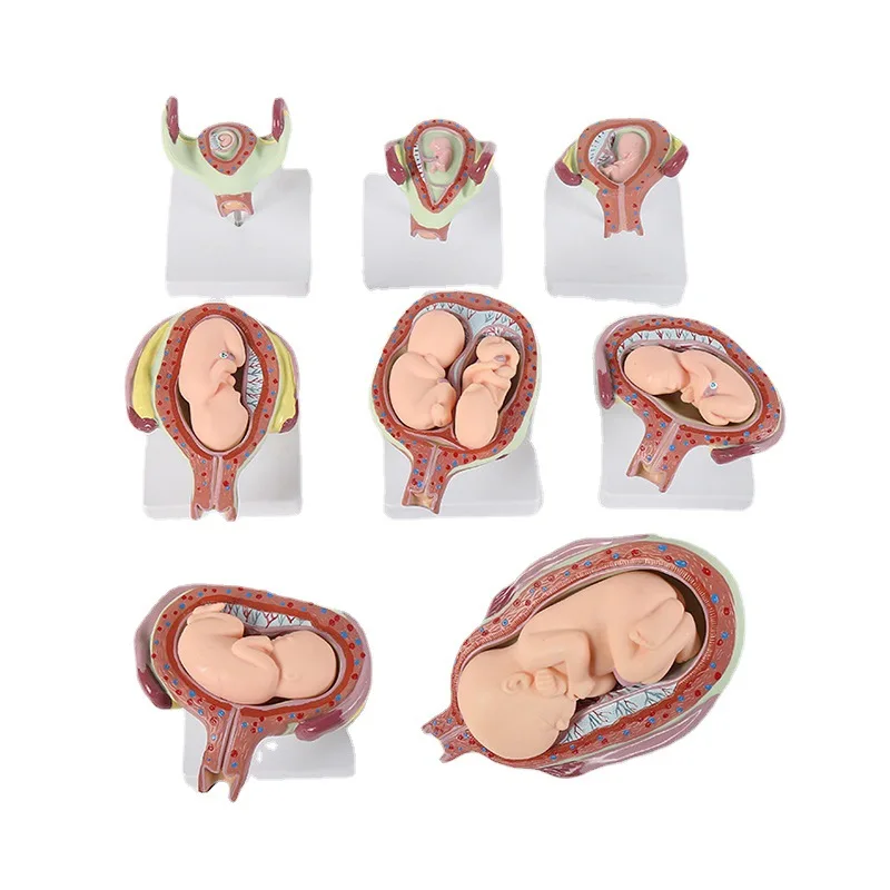 Teaching Resources For Biological Models Of Human Fetal Development ...