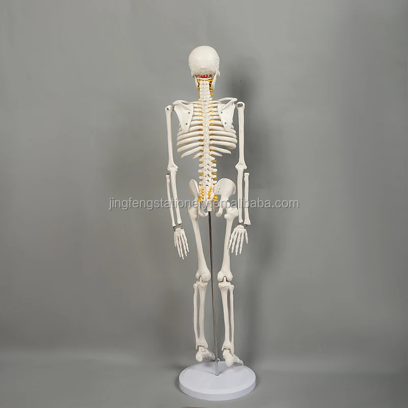 85cm Human Skeleton Model - Customized for Anatomy Teaching