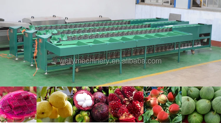 Professional Pitaya Dragon Fruit Sorting Machine/ Durian Grading Machine/ Sorter Machine for ...