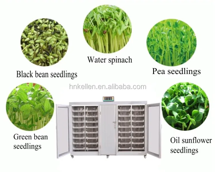 Hydroponic Greenhouse Mung Bean Seed Sprout Fodder Machine