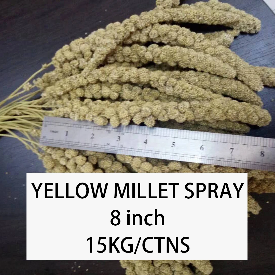 Carton Boxes Spray Millet Red Yellow Millet for Bird Feeding