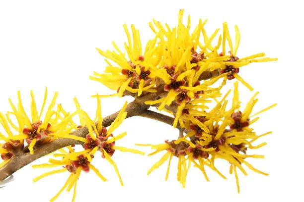 High Quality 15% Tannis Witch Hazel Extract Hamamelis Virginiana ...