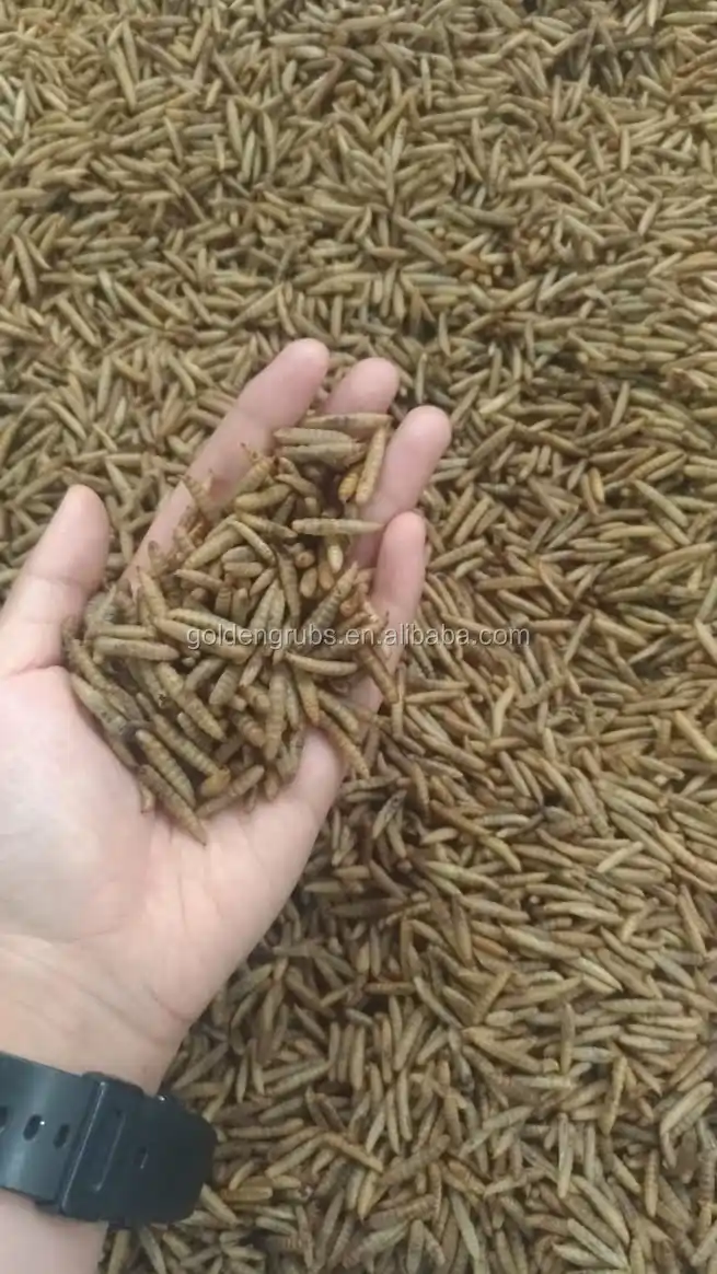 High Protein Dried Maggot Microwave Dried Black Soldier Fly Larvae ...