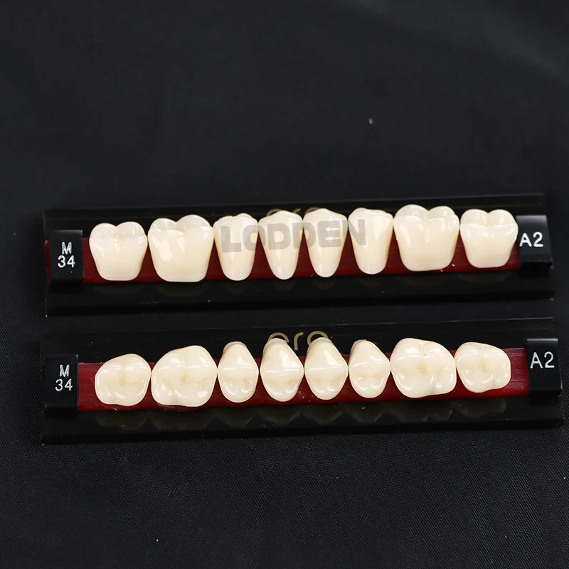 New Way Posterior Teeth Three Layer Factory Price Multilayer Synthetic ...