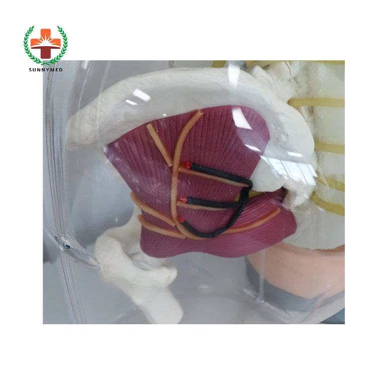 SY-N08701 Advanced Hip Intramuscular Buttock Injection and Transparent ...