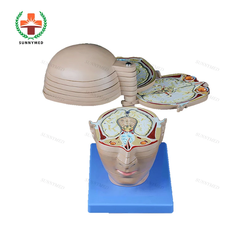 Sy-n087 Horizontal Section Brain Anatomical Model Medical Teaching ...