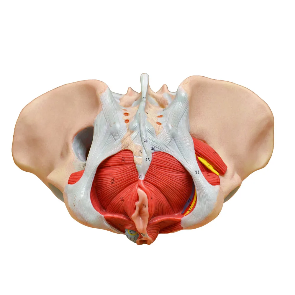 Female Pelvis Modle Anatomy Delivery Demonstration Teaching Model ...