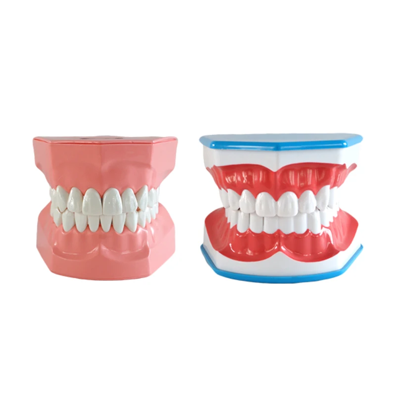 Dental Porcelain Oral Dental Porcelain Typodont Teeth Model Dental ...