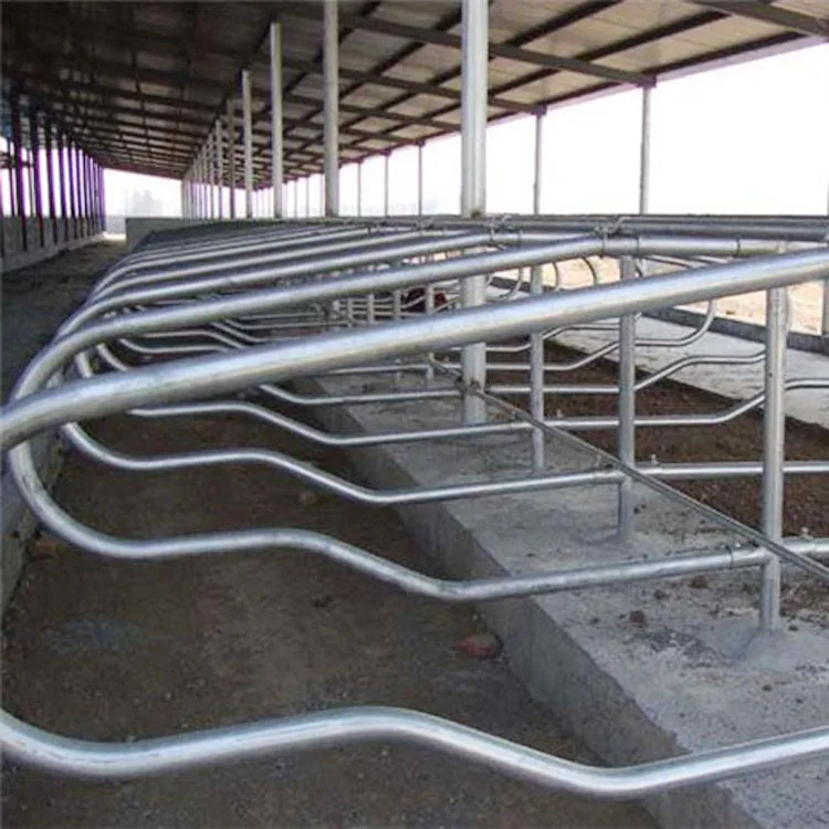 Cow Free Stall - Efficient Dairy Cattle Housing Solutions