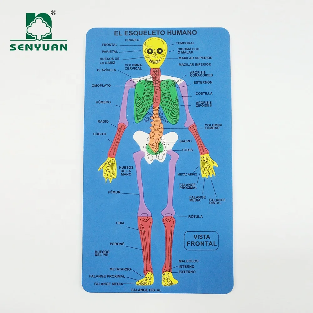 High Quality Skeleton Eva 3d Educational Jigsaw Foam Puzzle For Kids ...