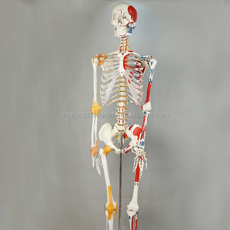 Size 170cm High Quality Human Medical Anatomical Model With Neuro - Buy ...