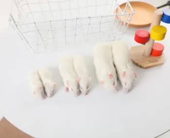 Frozen Feeder Mice Frozen Feeder Rats For Snake Lizard Food Carnivores ...