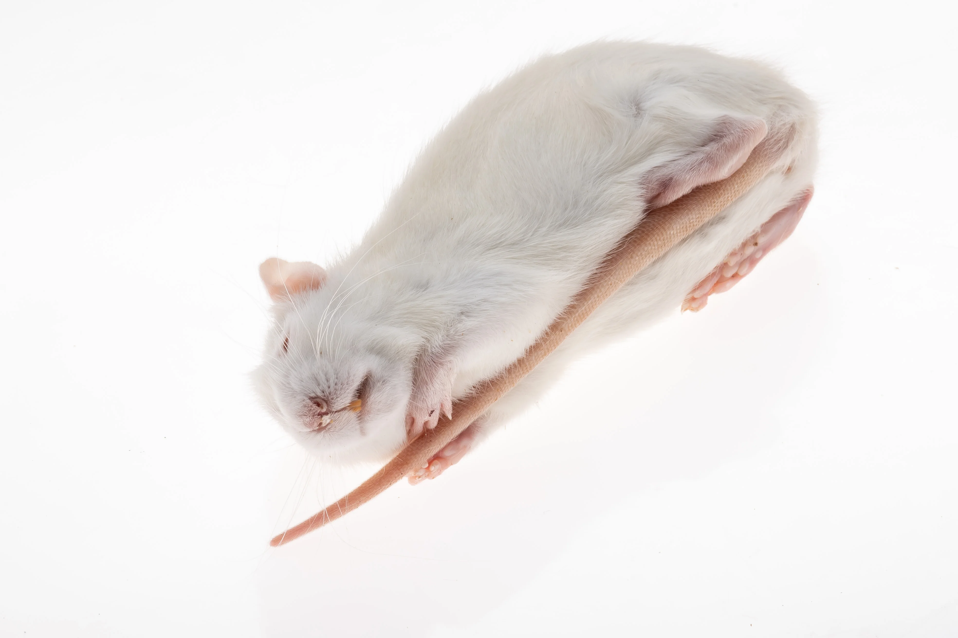 Frozen Mice for Pet Reptiles - Honfer Quality & Nutrition