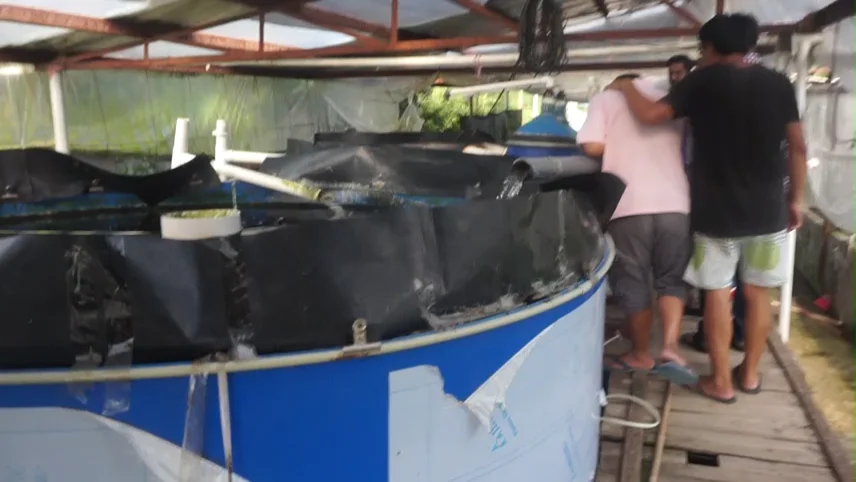 Tilapia Fish Farming Equipment Outdoor And Indoor Aquaculture System ...