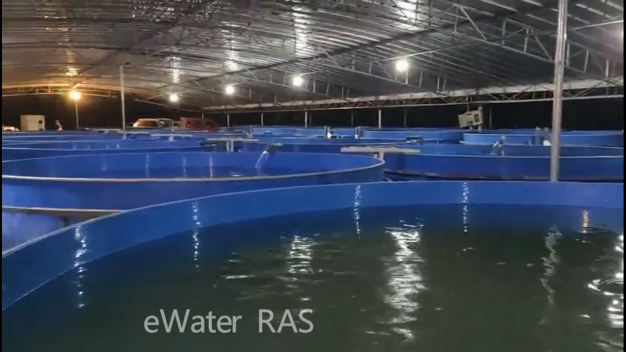 Ras Fish And Shrimp Farming Equipment Recirculating Aquaculture System ...