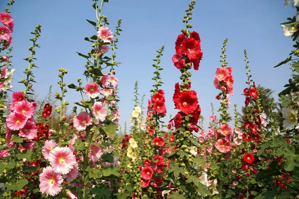 Water Soluble Althaea Rosea Marshmallow Root Extract Powder 10:1