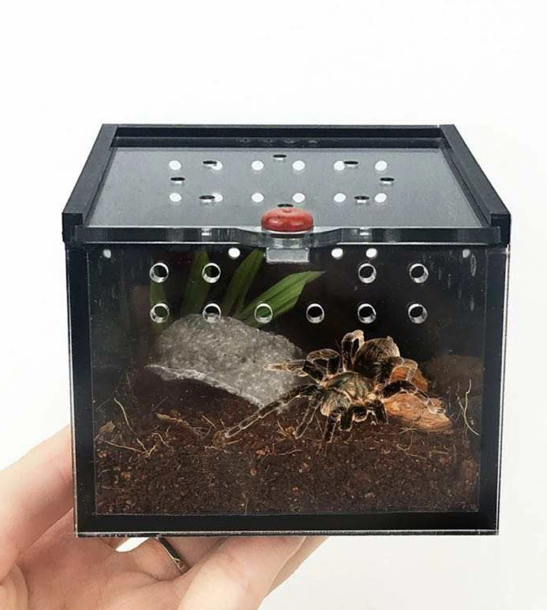 Wholesale Micro Habitat Small Tarantula Enclosure For Arboreal Insect ...
