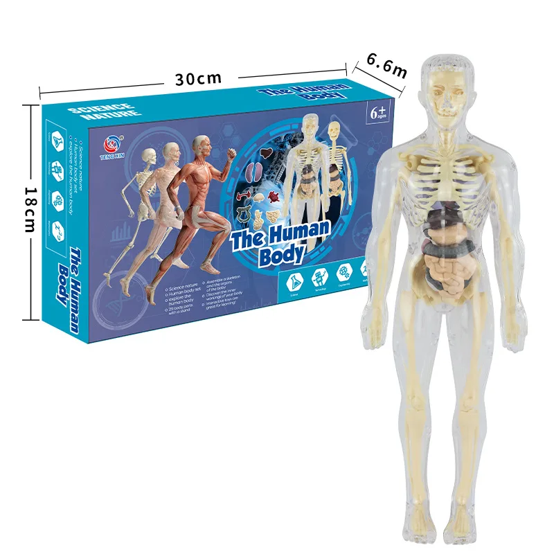 Human Body Organ Assemble Jigsaw Skeleton Anatomy Model For Teaching ...