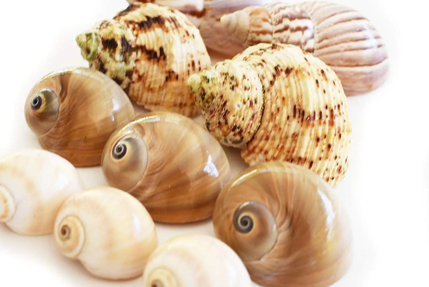 Hermit Crab Natural Seashells - Conch Shells for Sale, Perfect for Home ...