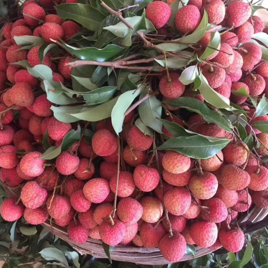 High Good Feedback Lychee Sweet Tender Juicy Fruit| Alibaba.com