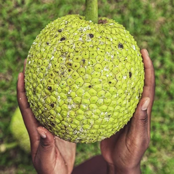 Breadfruit Near Me