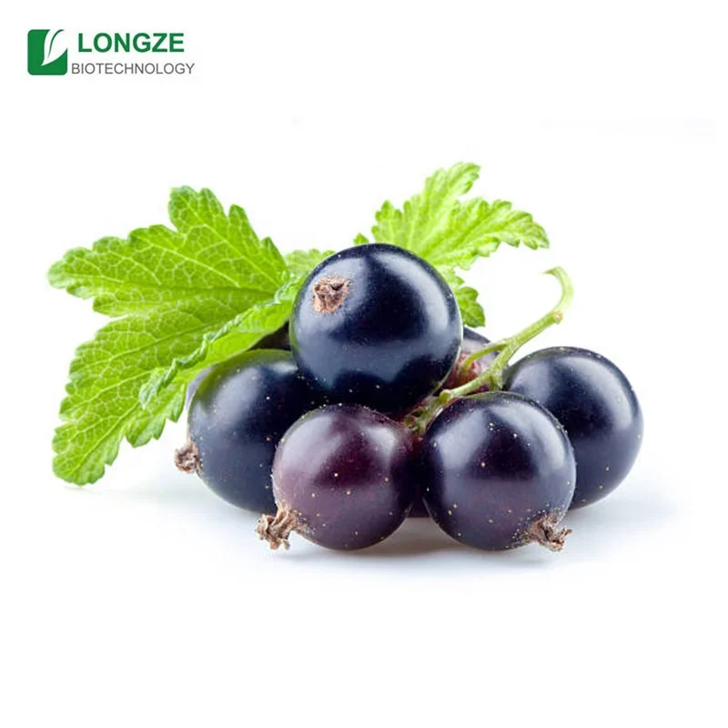 Black Currant Powder Anthocyanins - Buy Black Currant Extract,Black ...