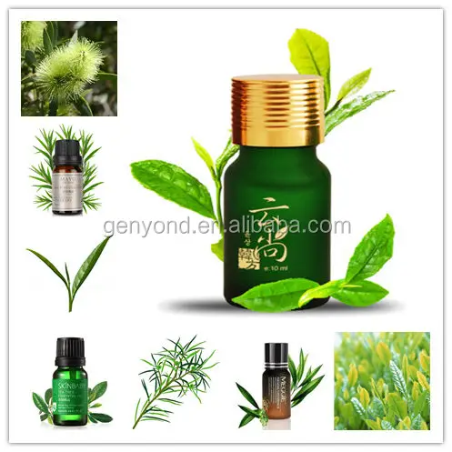 Tea Tree Essential Oil Distillation Equipment - Buy Tea Tree Essential ...