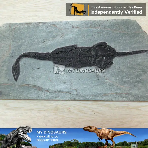 V Fossil Skeletons Mini Sized Keichousaurus Hui Replicas - Buy Fossil ...