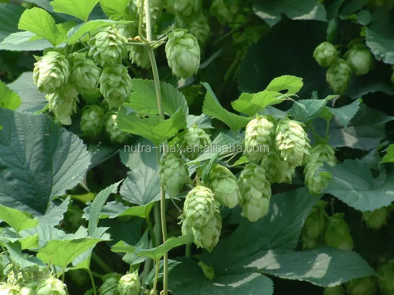 Hops Extract,European Hop Flower,Hops Flower P.e. -(iso,Kosher,Halal ...