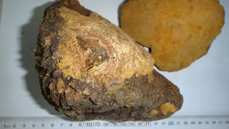 Dried Phellinus Linteus Igniarius Phellinus Vaninii Boletus Polyporus ...