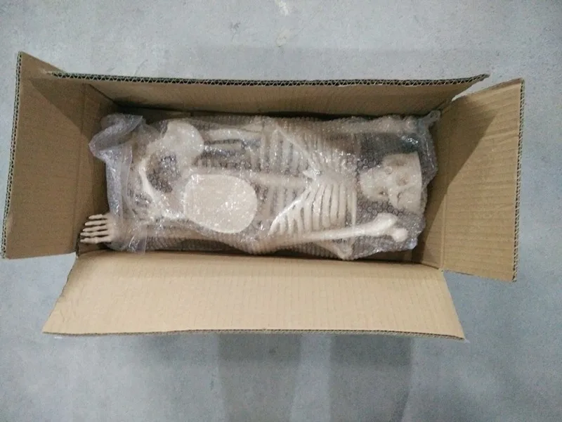 200 Cm Human Skeleton Model - 200 Artificial Bones for Teaching