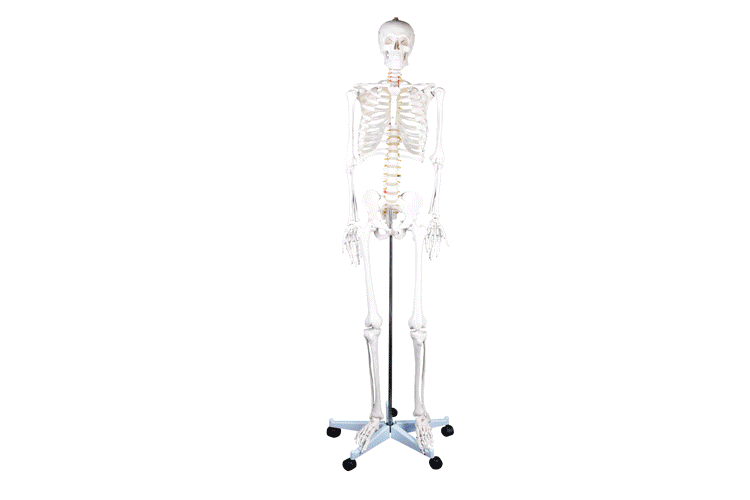 Articulated Adult Life-size 180cm Human Skeleton Anatomical Model - Buy ...